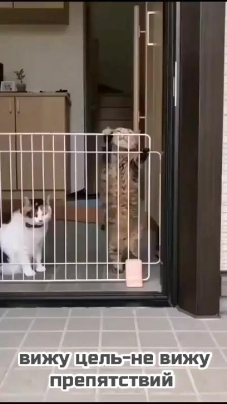 вижу цель не вижу препятствий - выпуск №1515905