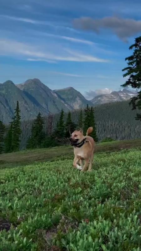 ГыГы Приколы - смешные мемы, видео и фото - выпуск №1677528