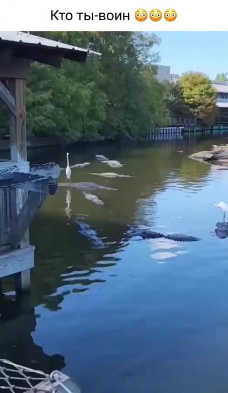 Кто ты воин - выпуск №1694489