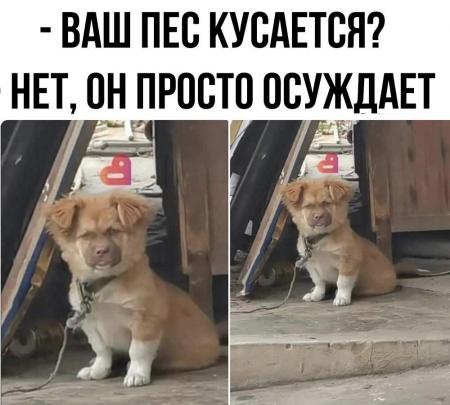 ВАШ ПЕС КУСАЕТСЯ НЕТ ЦН РПСТО ПВУЖЛАЕТ Лед - выпуск №1930732