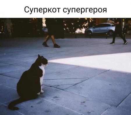 Суперкот супергероя 11 - выпуск №1936054