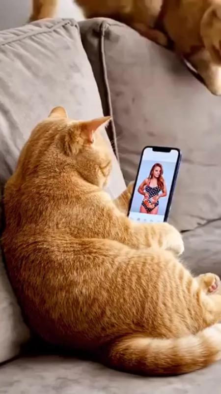 ap and Meow. - выпуск №3318780